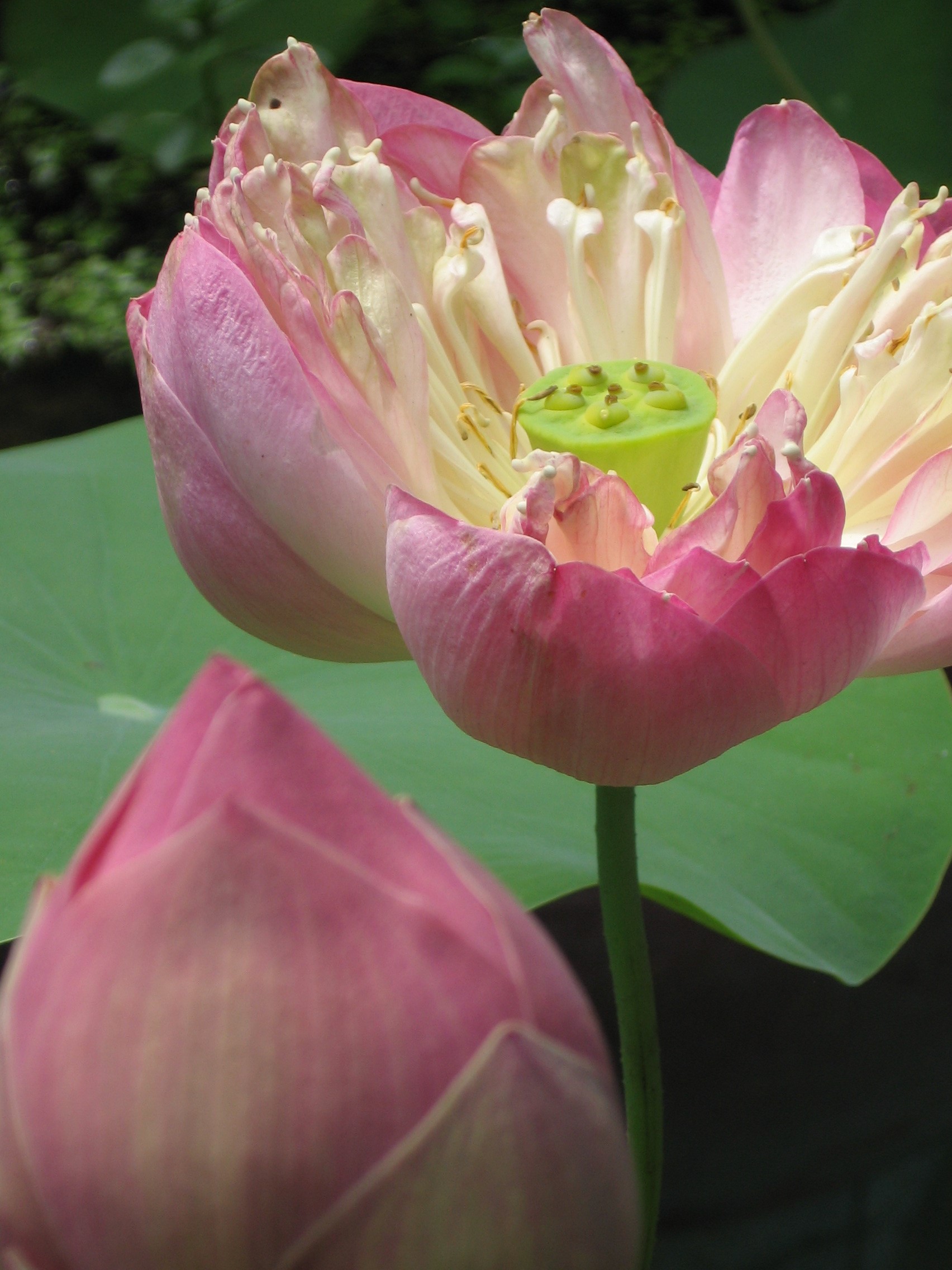 Call for Submissions for The Canadian Friend Fall Issue: ‘Reflections ...